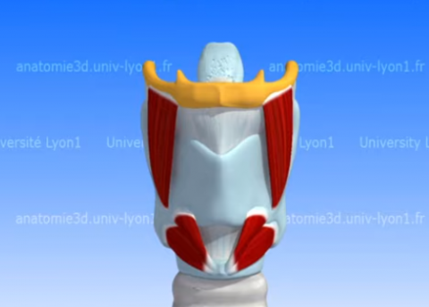 3D Anatomy Lyon: Anatomy of the larynx - video of 3D model | AnatomyTOOL